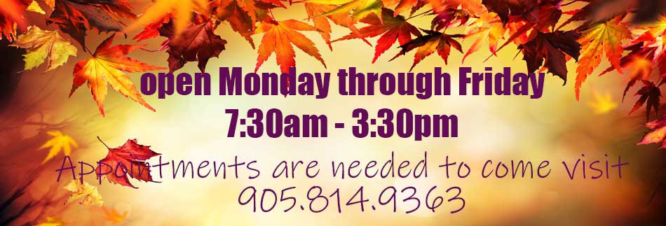 Jagwear Leotards Virtual Designer/ Gymnastic Apparel